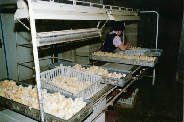 Our 85 Year Story - Hazeldenes Chicken