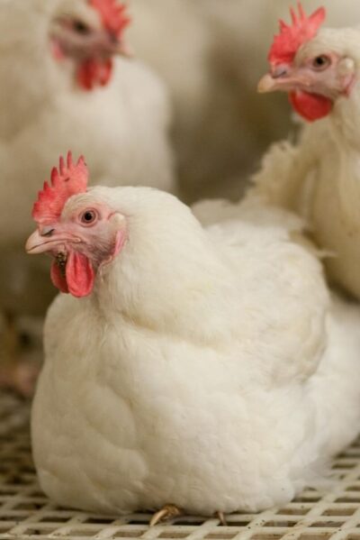 Our 85 Year Story - Hazeldenes Chicken